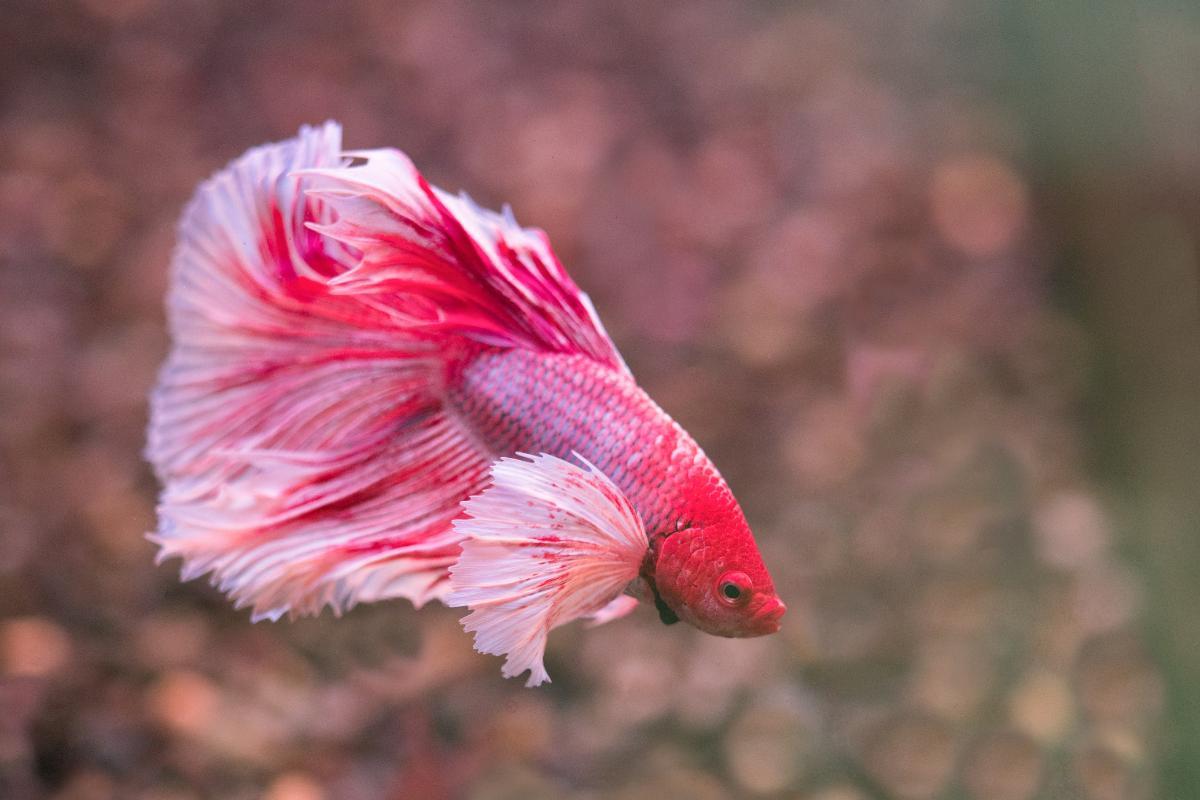 How Long Can a Betta Fish Live? - Betta Fish Life Cycle