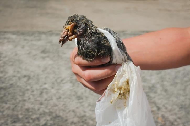 Trichomoniasis in Birds - Symptoms and Treatment