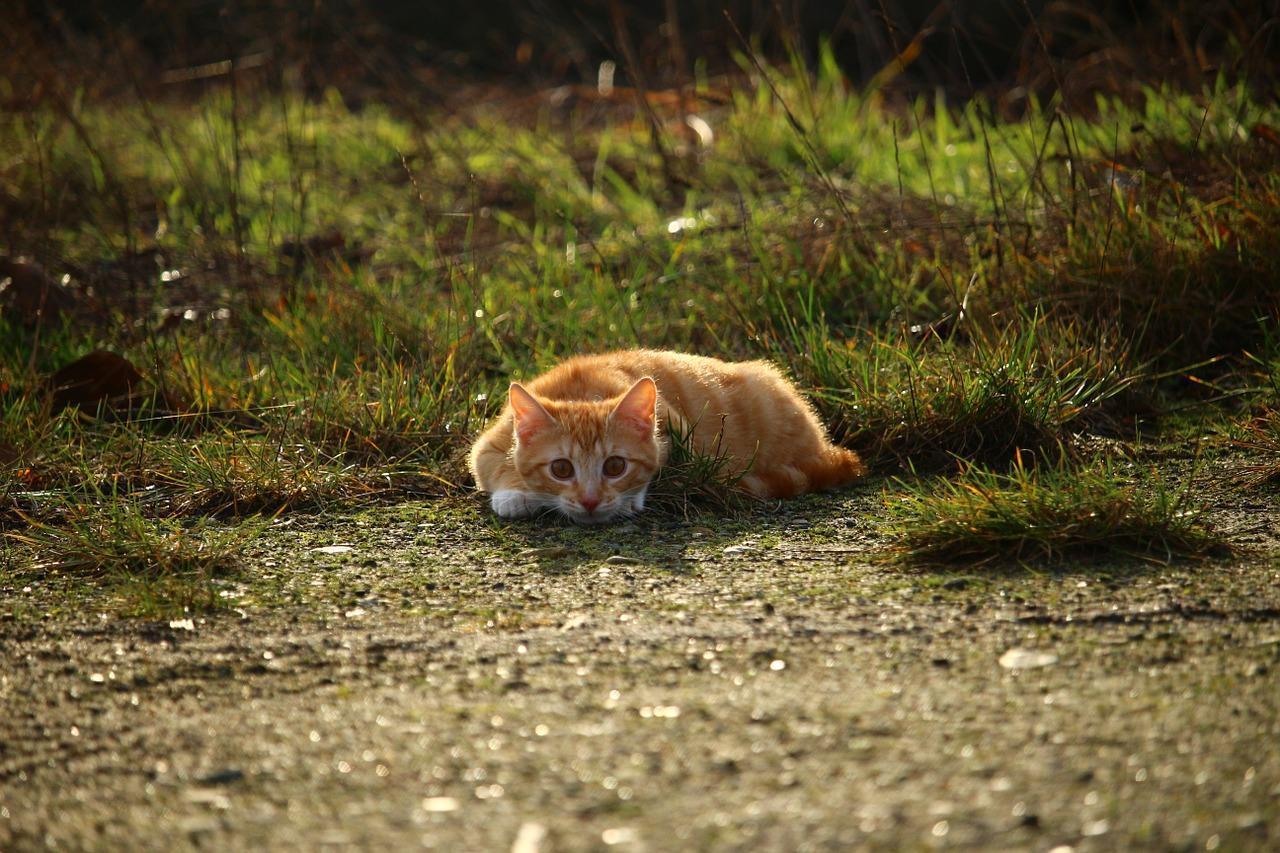 Ataxia in Cats - Causes, Symptoms and Treatment