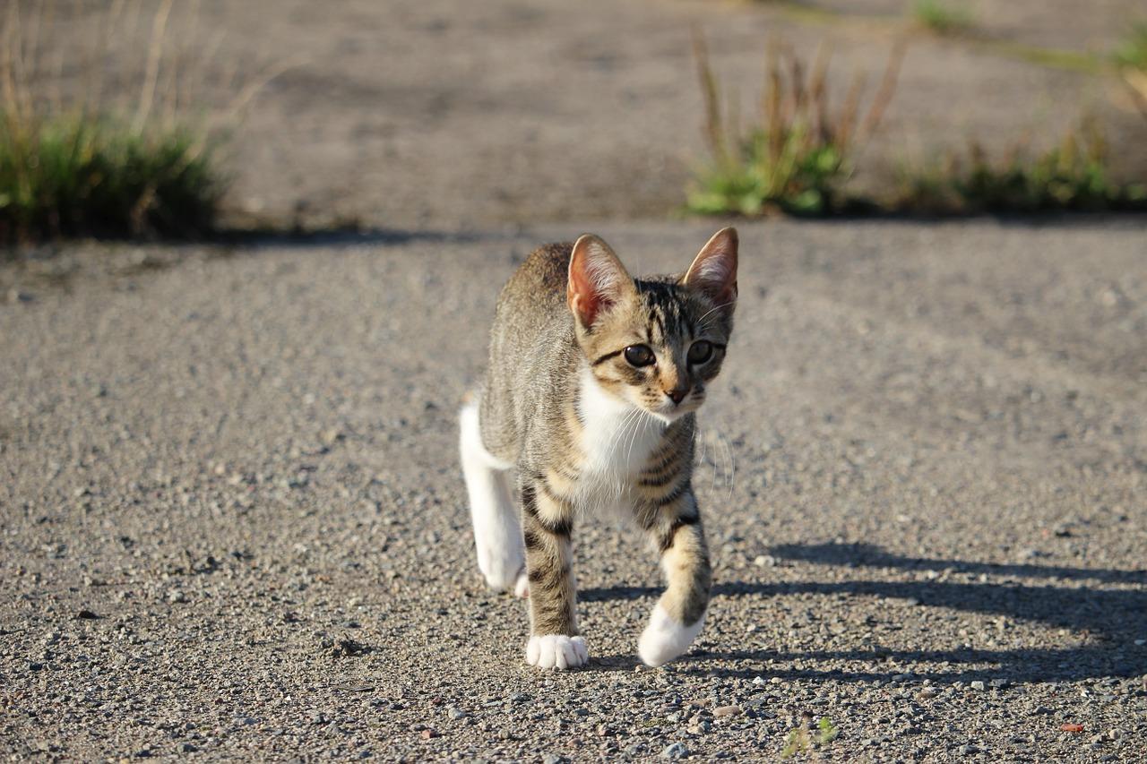 Ataxia in Cats - Causes, Symptoms and Treatment