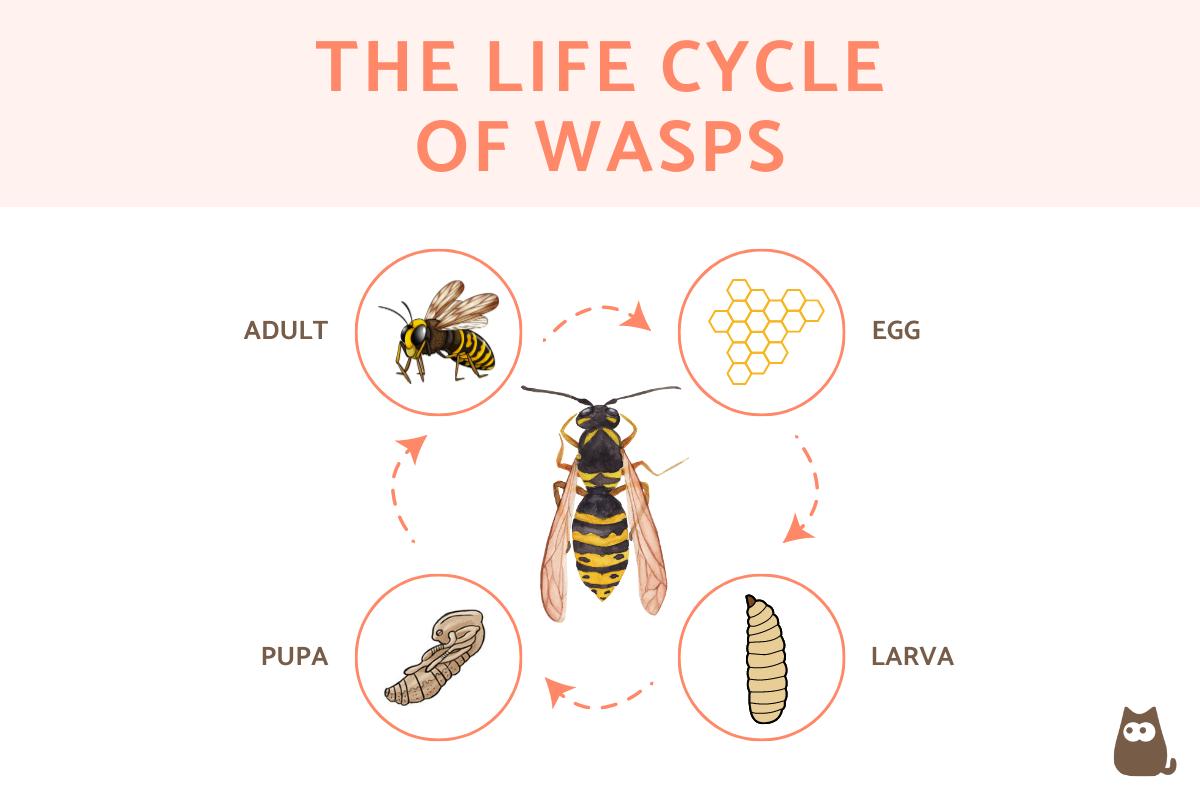 How Long Does a Wasp Live? - Wasp Lifespan