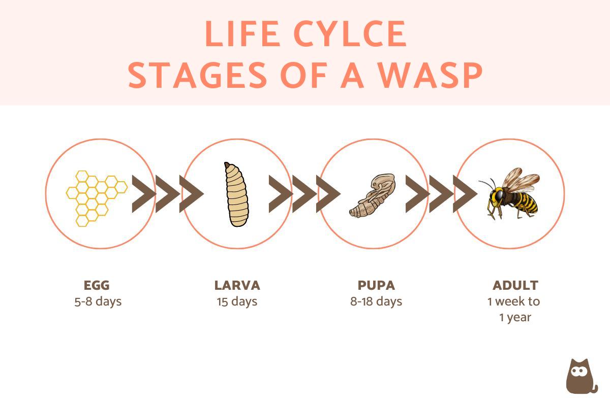 How Long Does a Wasp Live? - Wasp Lifespan