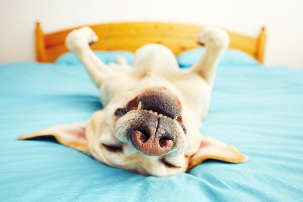 Dog Sleeping Positions And What They Mean - Find Out Here!