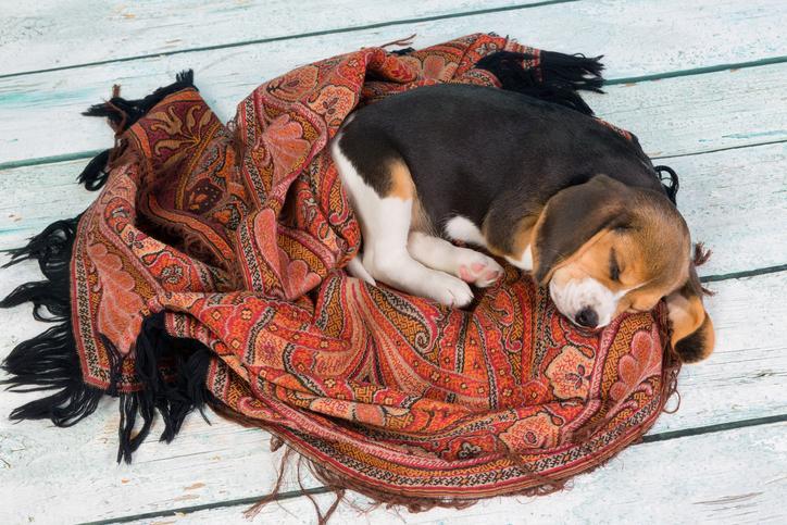 Dog Sleeping Positions And What They Mean - Find Out Here!