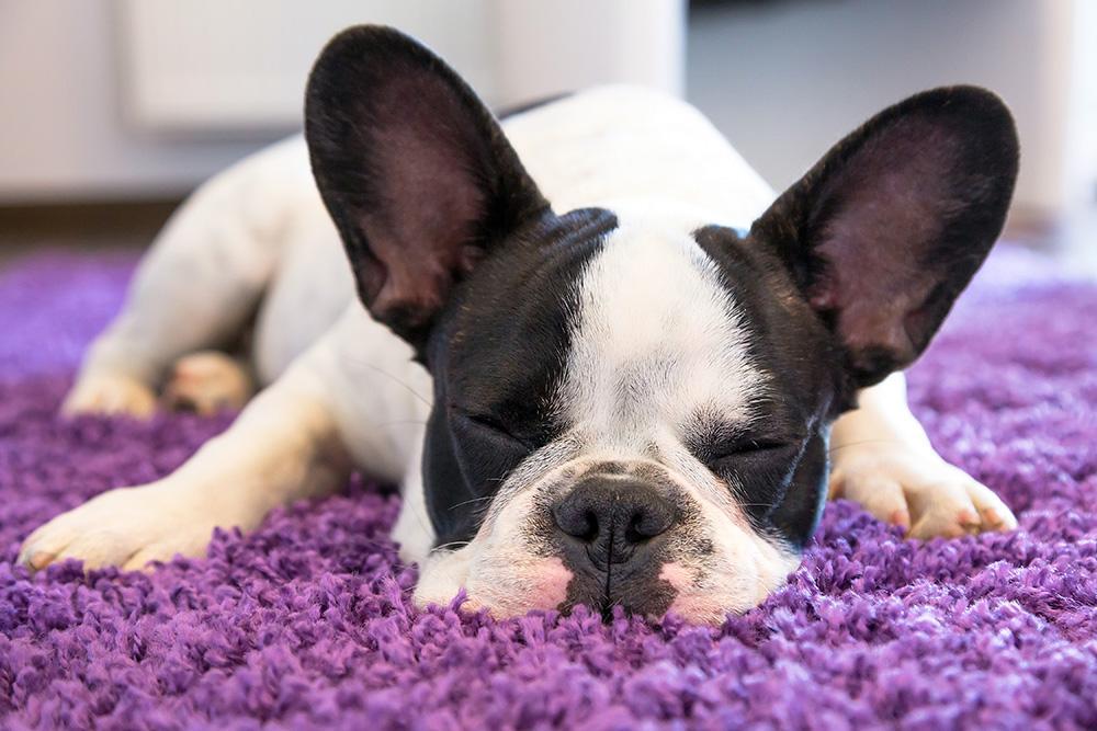 Dog Sleeping Positions And What They Mean - Find Out Here!