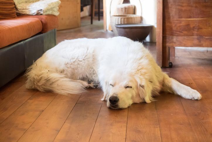 Dog Sleeping Positions And What They Mean - Find Out Here!