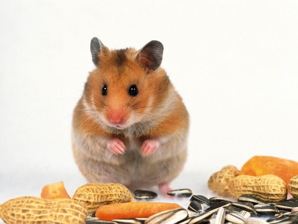 10 Most Common Hamster Diseases - The Biggest Threats to Hamster Health