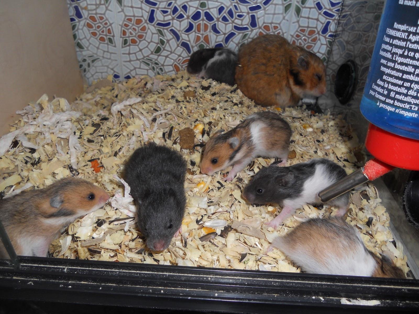 10 Most Common Hamster Diseases - The Biggest Threats to Hamster Health