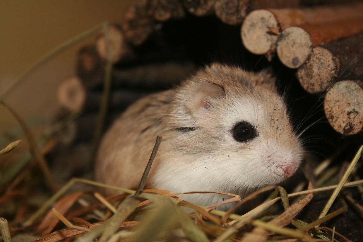10 Most Common Hamster Diseases - The Biggest Threats to Hamster Health