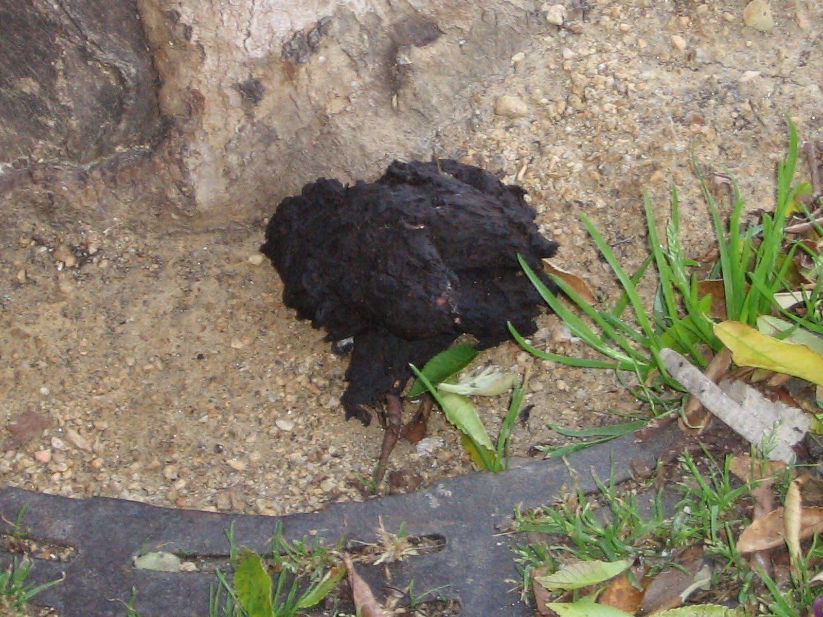 Types Of Dog Poop and What They Mean - Dog Poop Chart