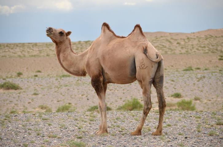 Different Types of Camels - Camel Species Examples With Photos