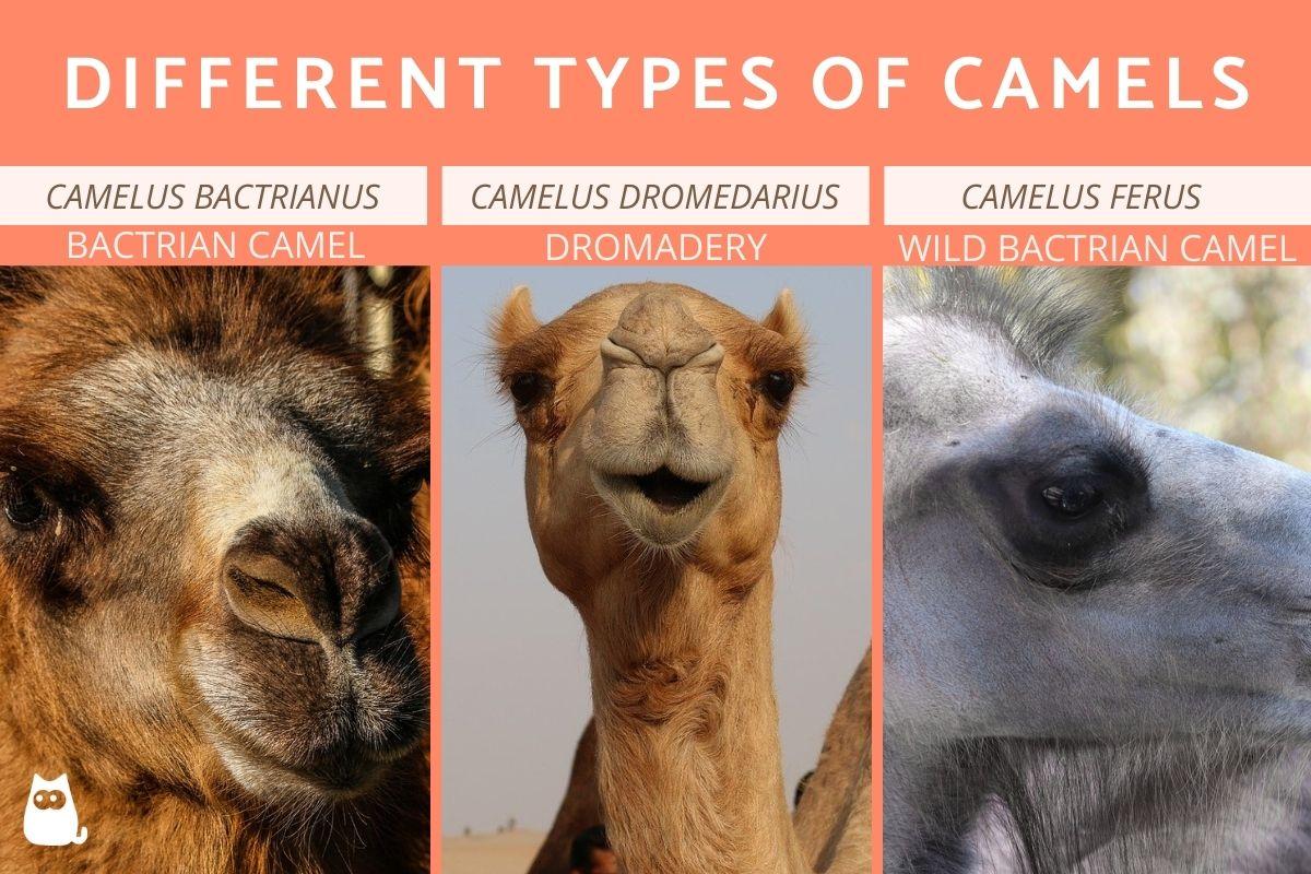 Different Types of Camels - Camel Species Examples With Photos