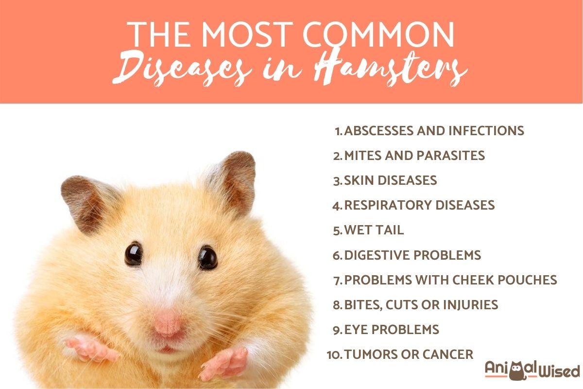 10 Most Common Hamster Diseases - The Biggest Threats to Hamster Health