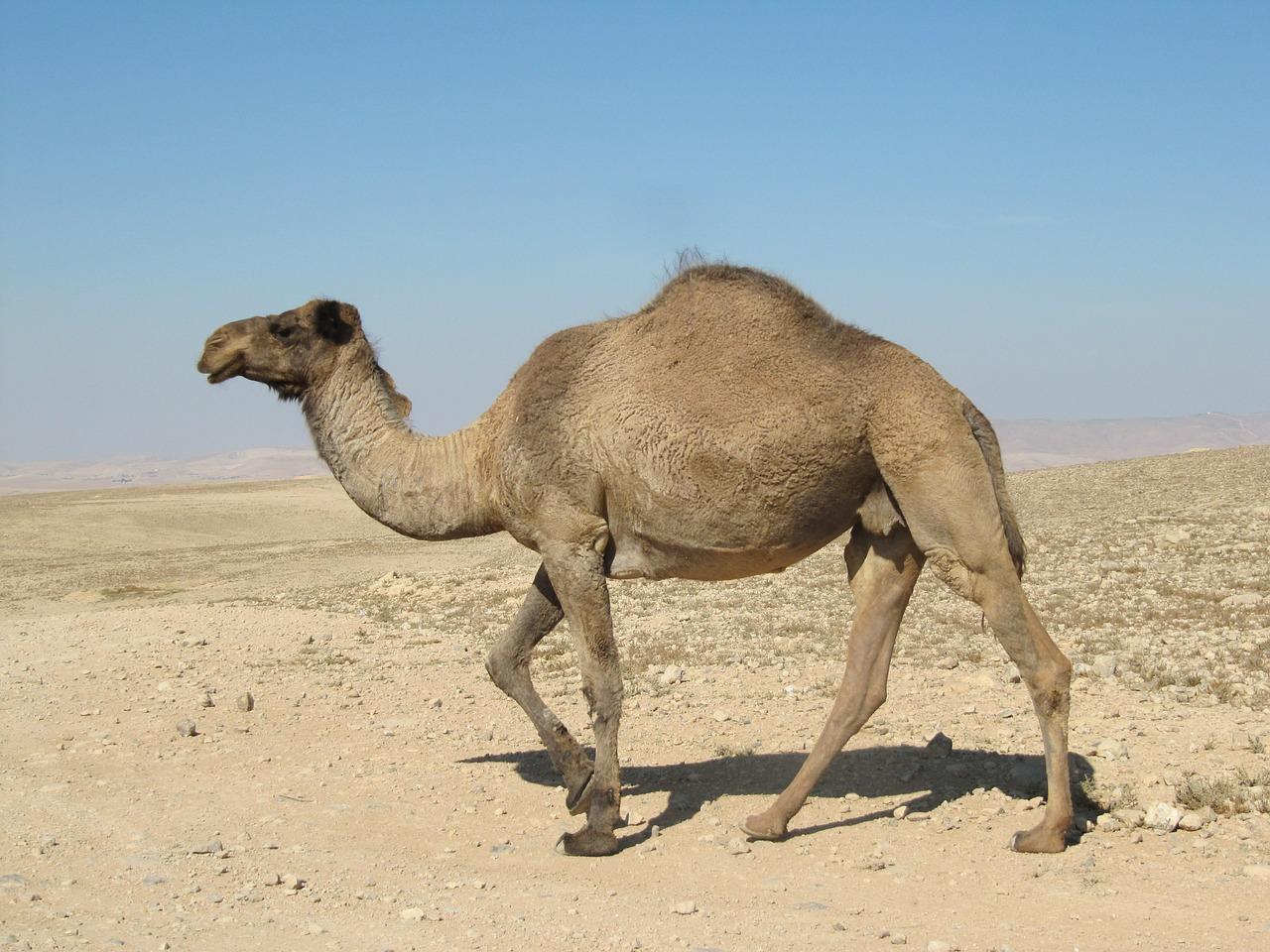 Different Types of Camels - Camel Species Examples With Photos