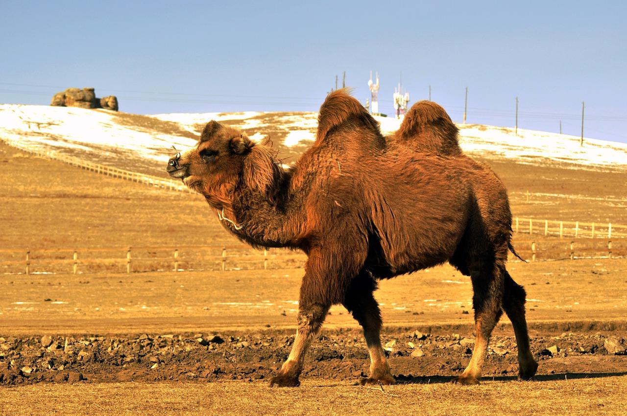 Different Types of Camels - Camel Species Examples With Photos