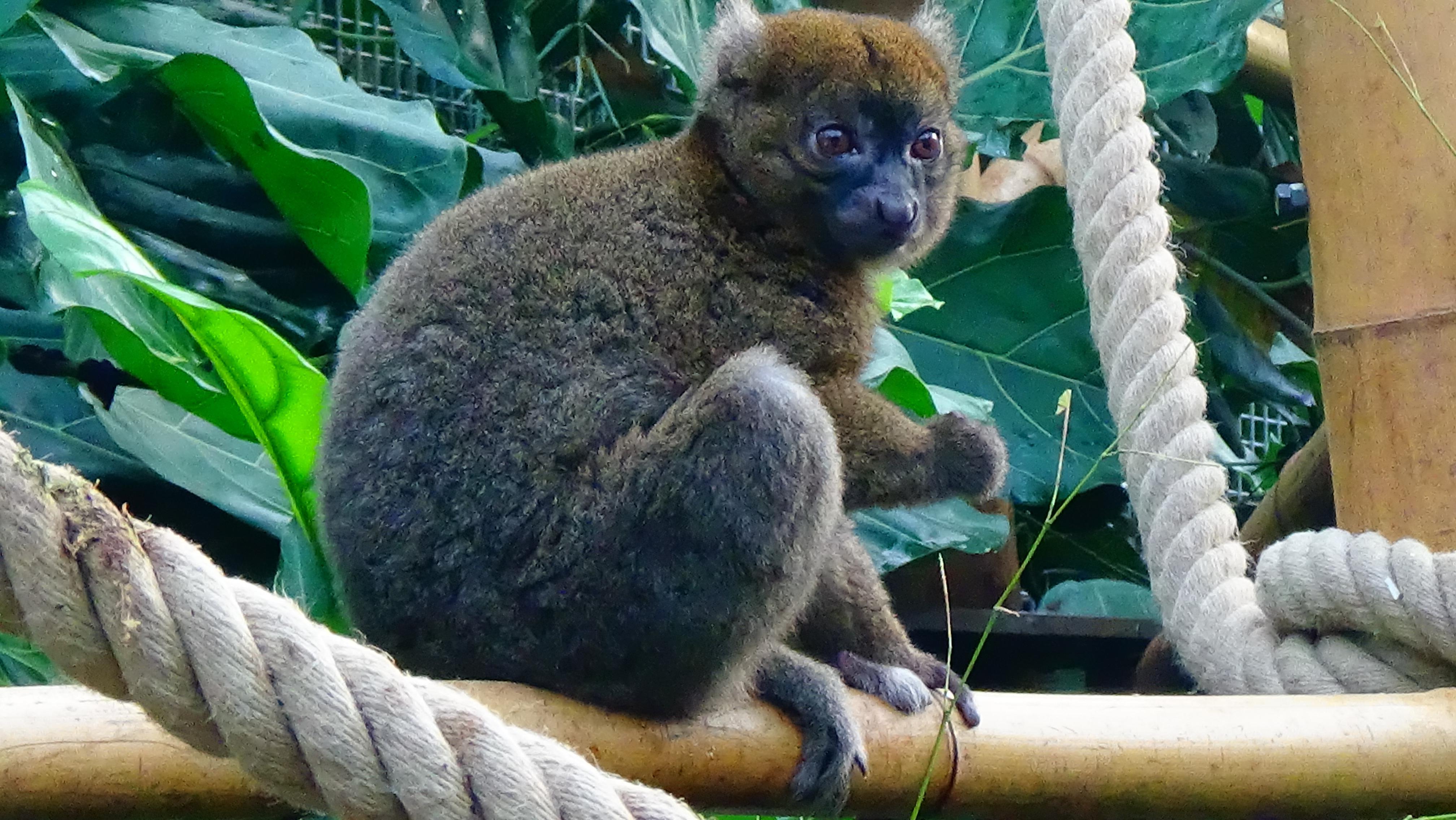 20 Most Critically Endangered Monkey Species - Endangered Primates List ...