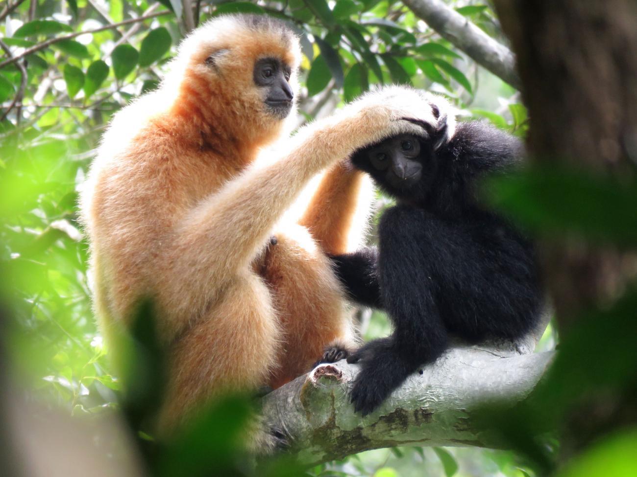 20 Most Critically Endangered Monkey Species - Endangered Primates List ...