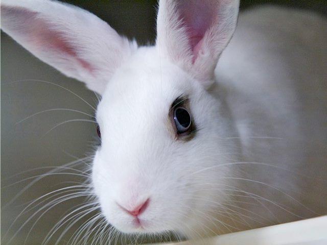 Rabbit Pregnancy - Symptoms, Stages and Care