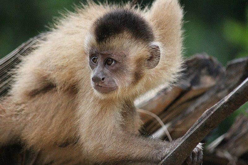 20 Most Critically Endangered Monkey Species - Endangered Primates List ...