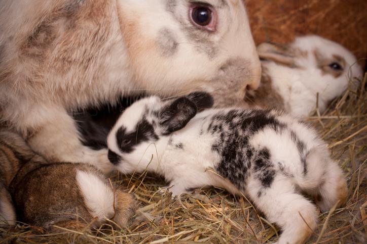 Rabbit Pregnancy - Symptoms, Stages and Care