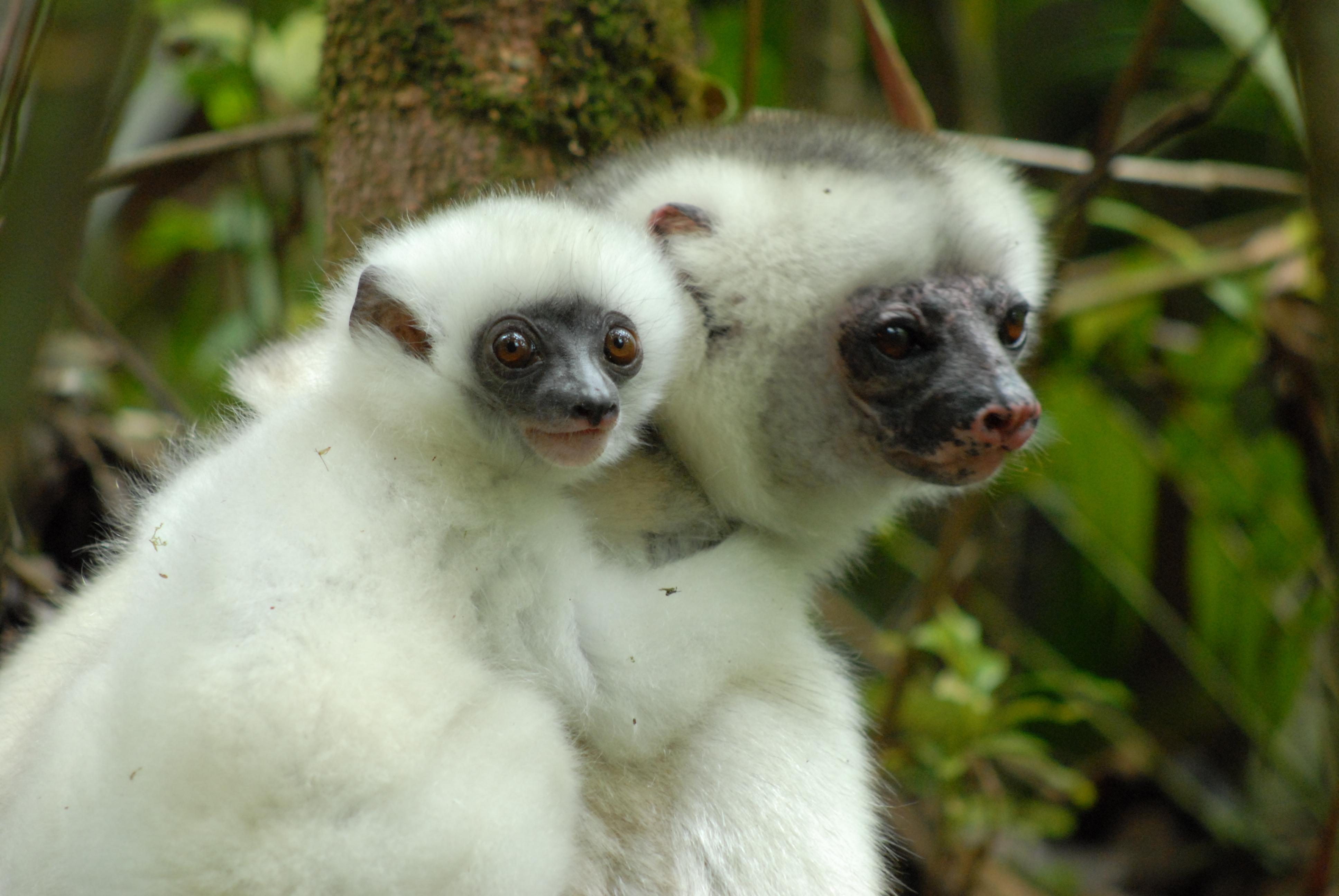 20 Most Critically Endangered Monkey Species - Endangered Primates List ...