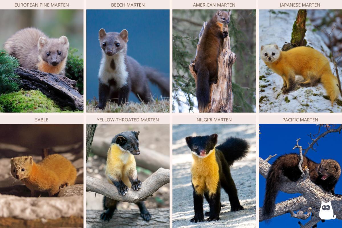 Types of Martens - All Marten Species With Photos