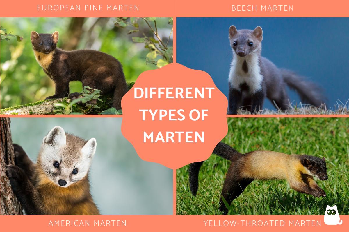 Types of Martens - All Marten Species With Photos