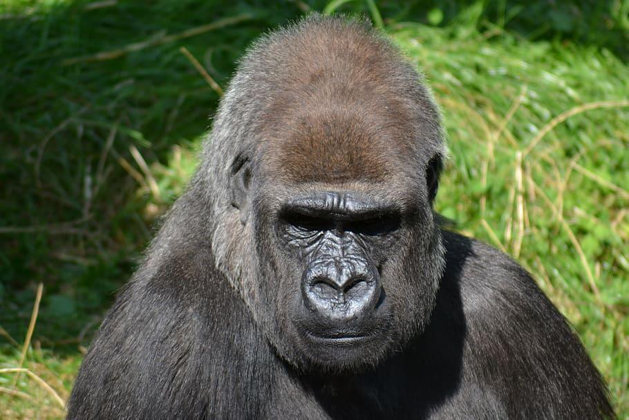 20 Most Critically Endangered Monkey Species - Endangered Primates List ...