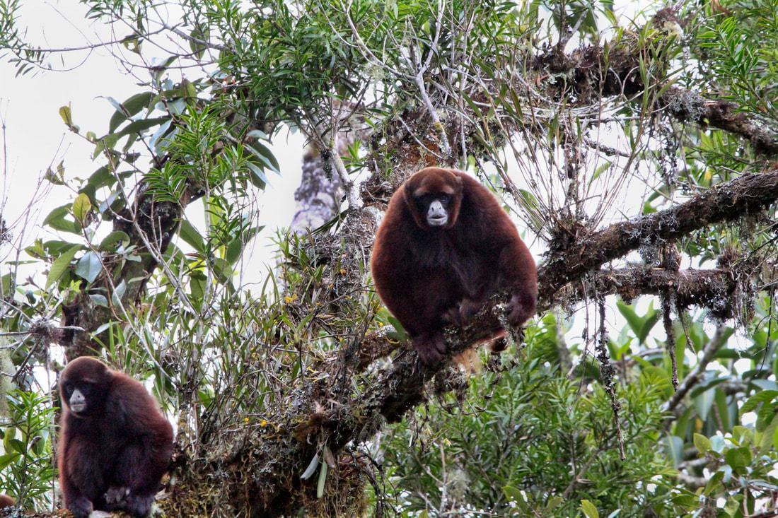 20 Most Critically Endangered Monkey Species - Endangered Primates List ...