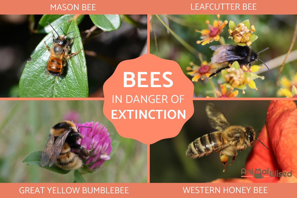 Are Bees in Danger of Extinction? - Causes, Most Threatened Species and ...
