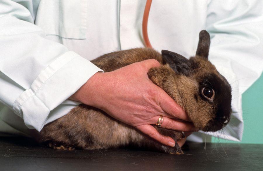 Poisonous Foods for Rabbits - Full List of Toxic Food