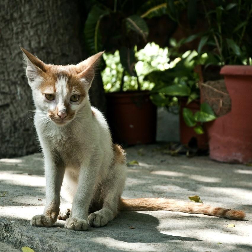 How to Help a Malnourished Cat