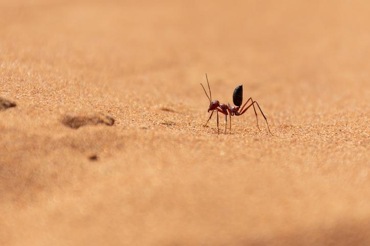 Organisms That Live in Extreme Environments +EXAMPLES