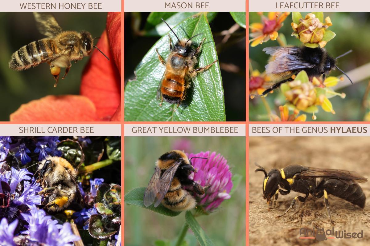 Are Bees in Danger of Extinction? - Causes, Most Threatened Species and ...