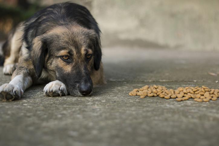 How Long Can a Dog Go Without Eating? - Dogs Going Without Food