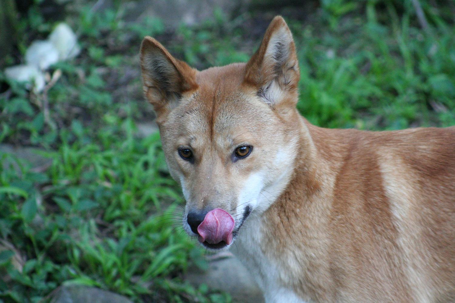 Dingoes as Pets: Guidelines and General Tips