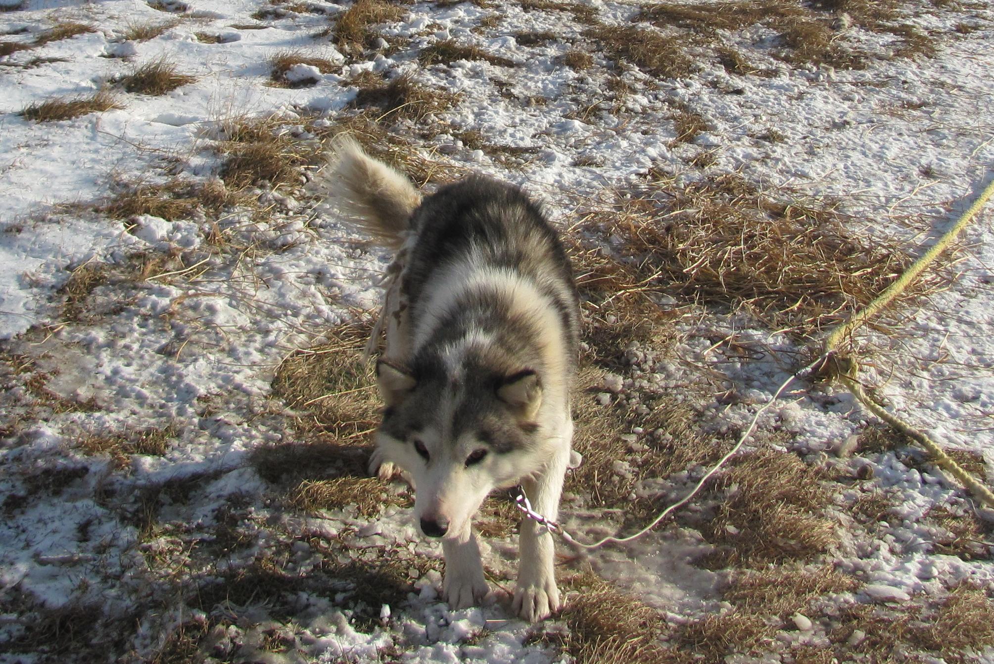 Types and Breeds of Husky Dogs
