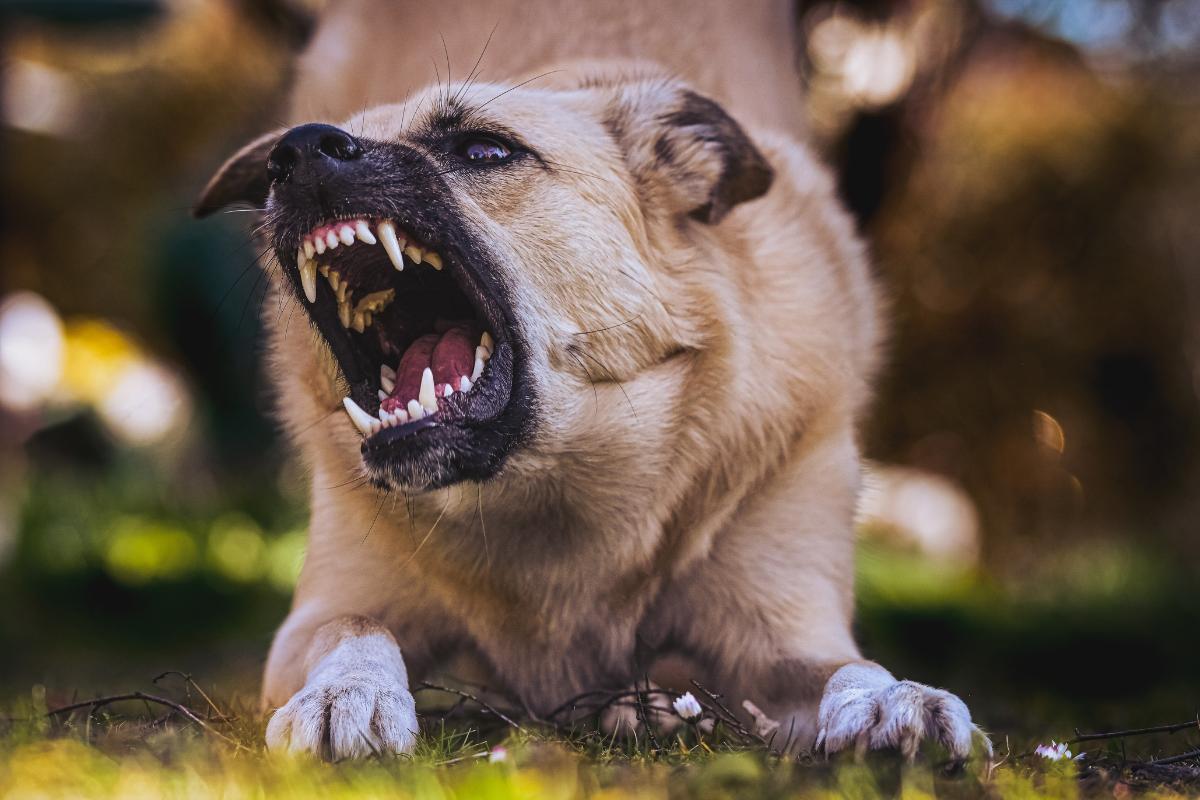 My Dog Bit Someone, Should I Put Him Down? - Behavioral Euthanasia