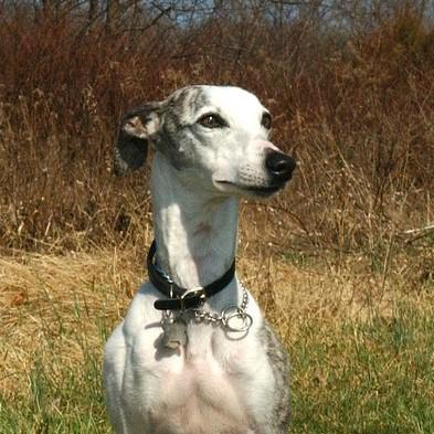 The 4 Fastest Dog Breeds in the World