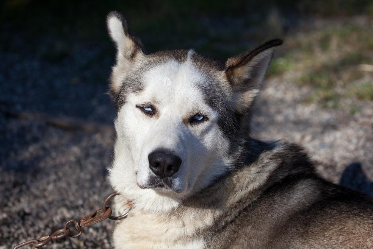 Types and Breeds of Husky Dogs