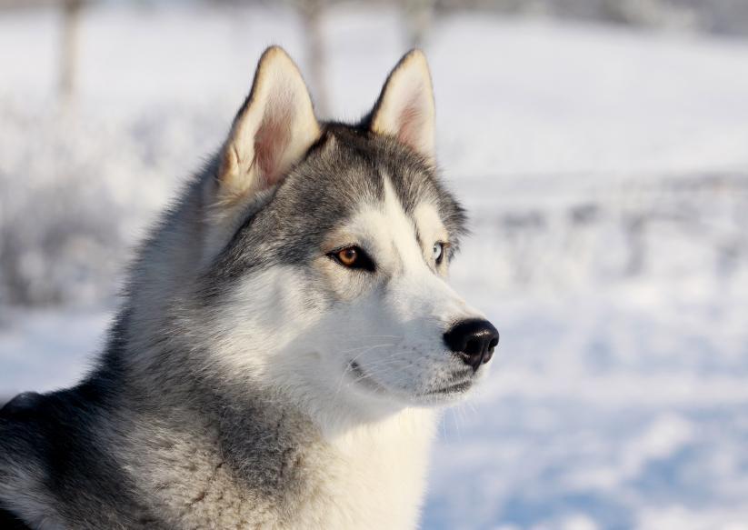 Types and Breeds of Husky Dogs