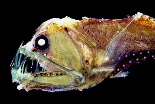 What Are Abyssal Fish? - Characteristics, Examples and Photos!