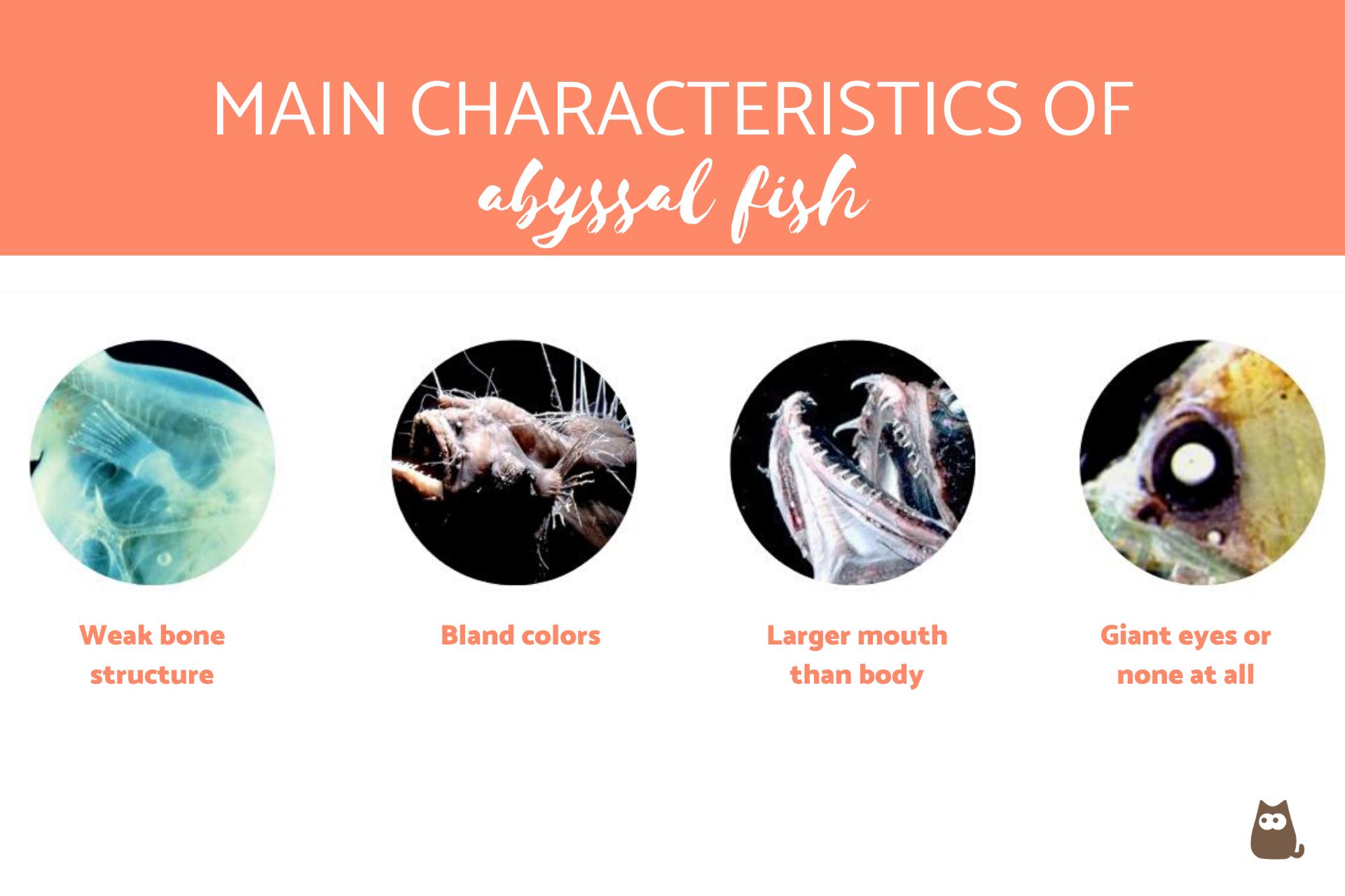 What Are Abyssal Fish? - Characteristics, Examples and Photos!