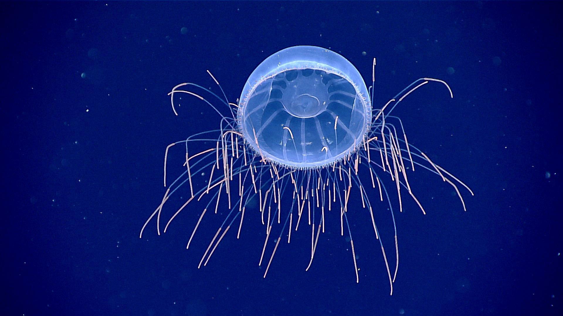 Types of Bioluminescent Jellyfish Species - With Photos