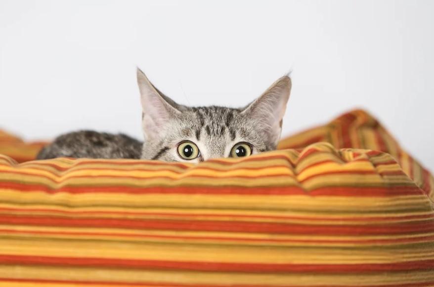 How to Approach a Scared Cat - Strays and Pets