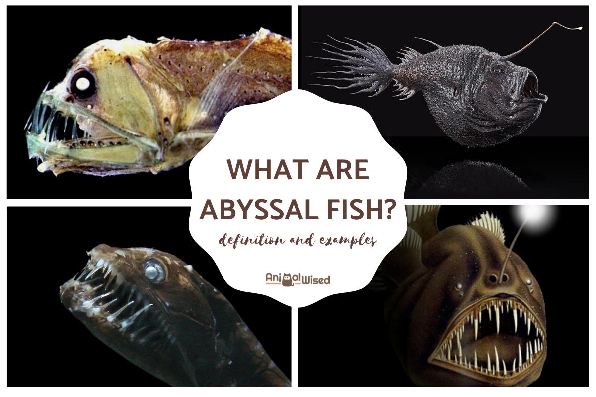 What Are Abyssal Fish? - Characteristics, Examples and Photos!