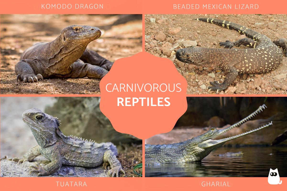 Carnivorous Reptiles - Snakes, Lizards and More With Photos