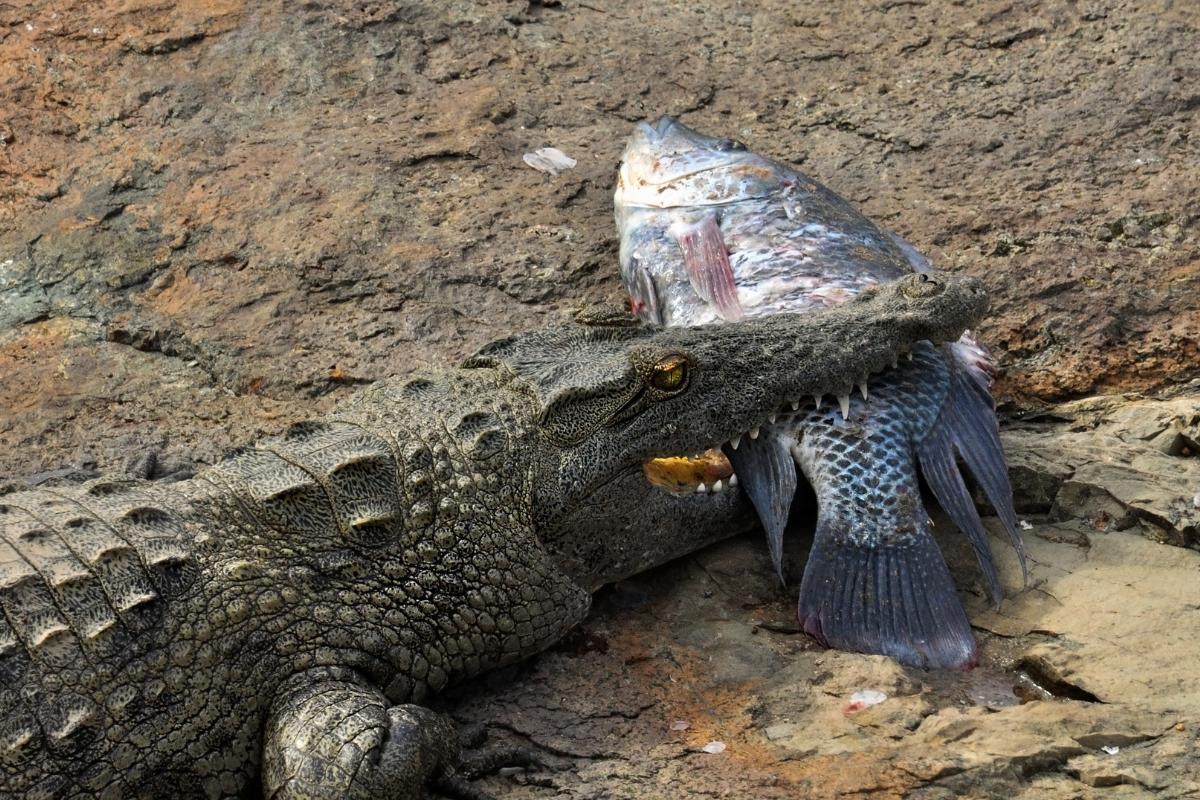 Carnivorous Reptiles - Snakes, Lizards and More With Photos