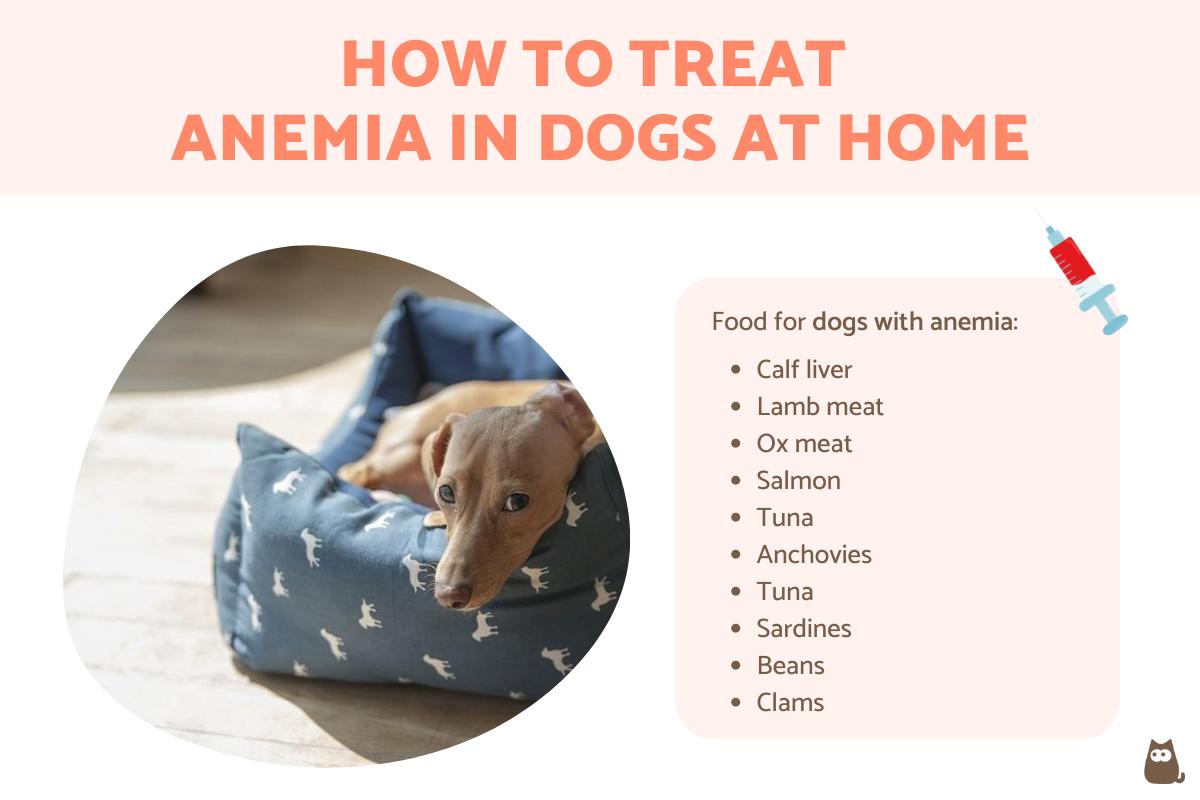 How to Treat Anemia in Dogs at Home - Diet and Care