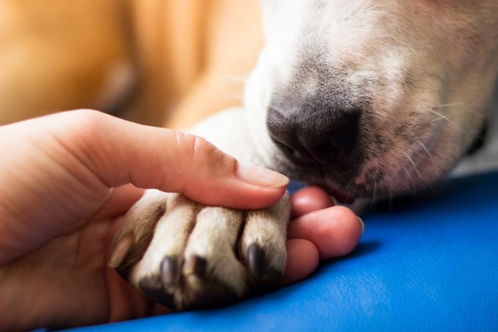 Sensitive Dog Paws - Causes and Treatment